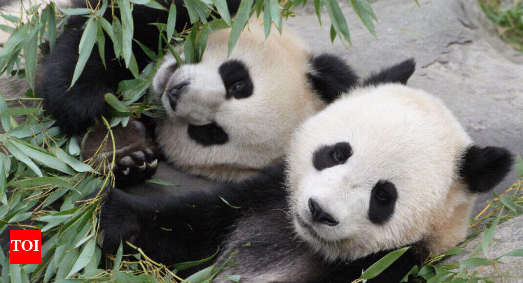'Fall for pandas all over again' with this video - Times of India