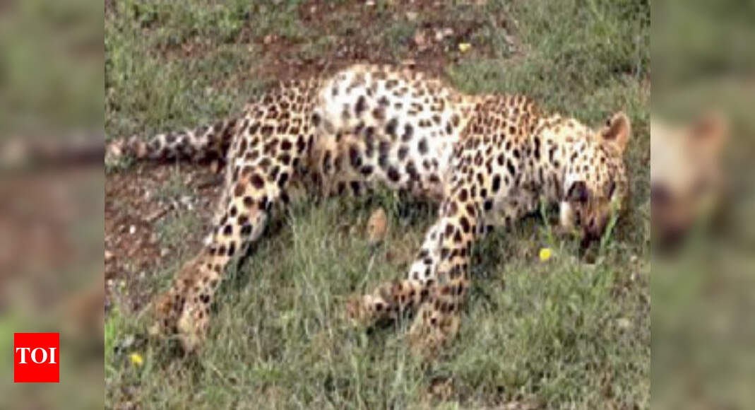Rescue The Animal: 3-yr-old leopard beaten to death in Karnataka ...
