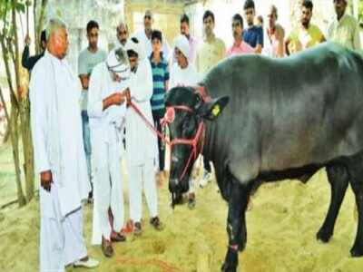 Murrah bull sold for Rs 5 lakh, mass feast for villagers | Chandigarh ...
