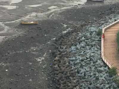 Open Defecation Free OR Free Open Defecation - Times of India