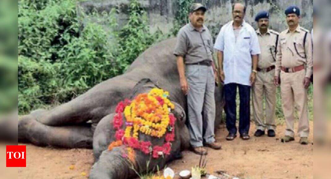Golihalli Forest Range: Elephant dies after being hit by train ...