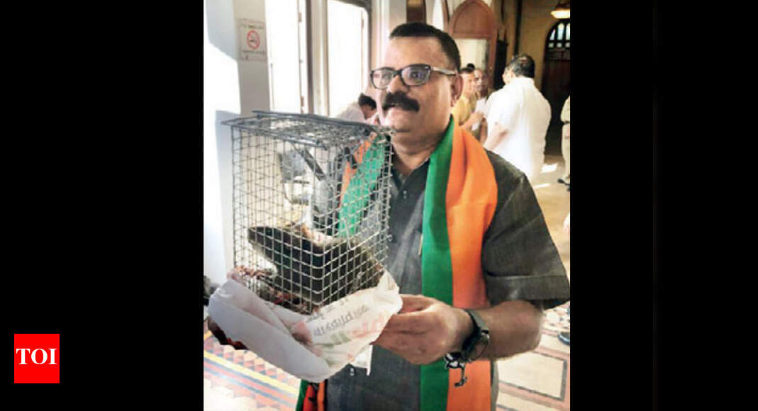 BJP Neta Walks In With Rat: Uproar in BMC as BJP neta walks in with rat ...