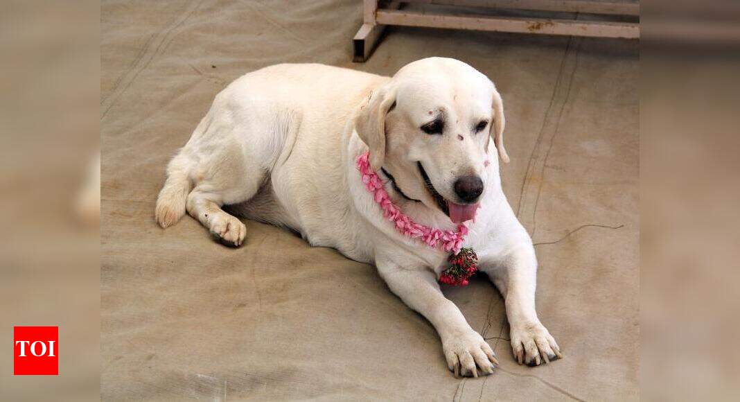 Star rescue dogs who served in Nepal and Kedarnath retire, find new ...