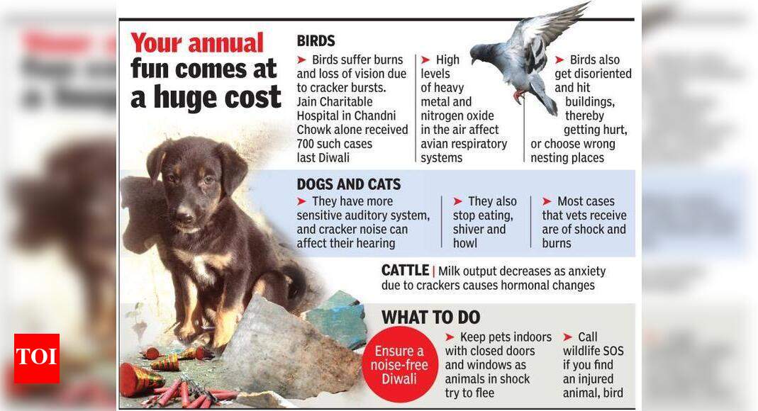 Diwali: Firecracker ban: Animals can breathe easy this Diwali | Delhi ...