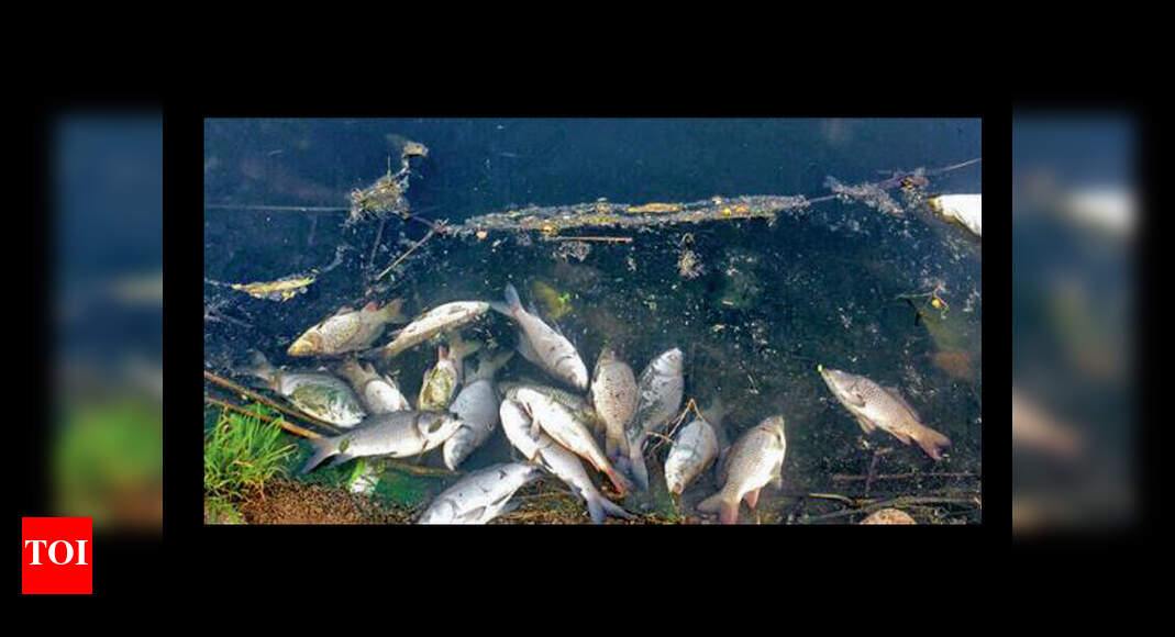 Now, Jawaharnagar toxic dump poisons fish at 3 Medchal lakes ...