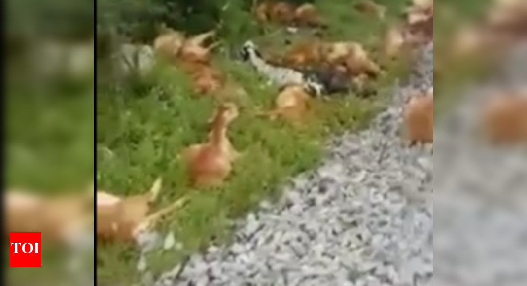 400 Sheep Die: 400 sheep die after being hit by train in Telangana ...