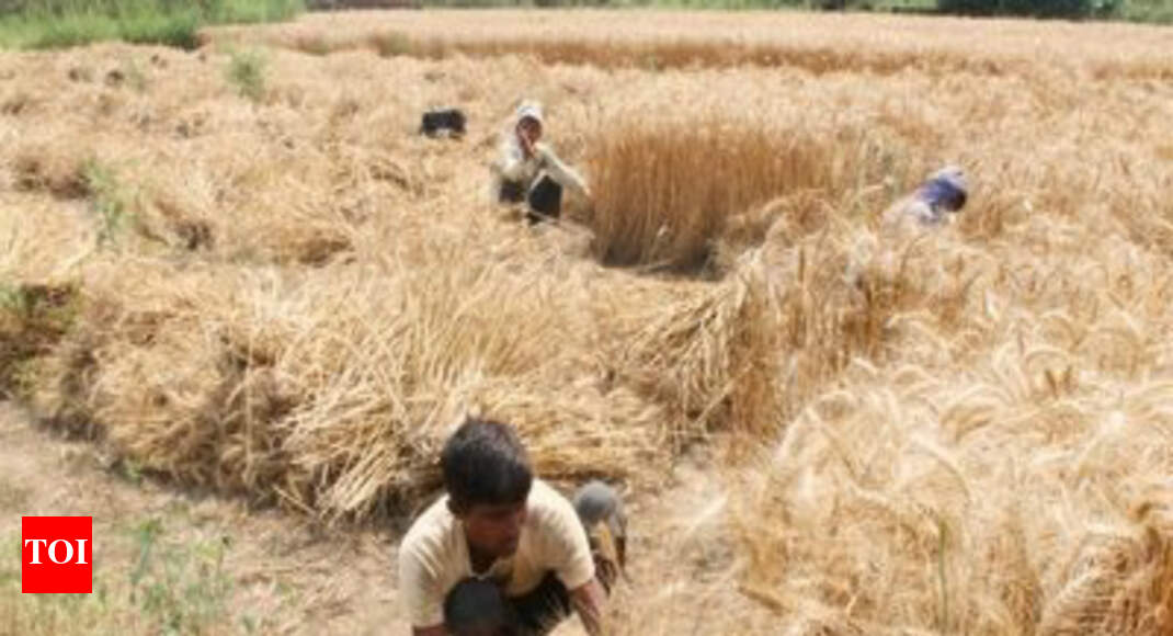msp: MSP of rabi crops raised to boost production - Times of India
