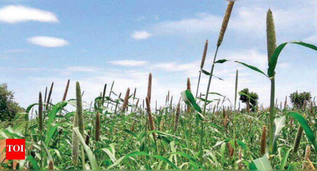 Millets take root in dry heartland | Chennai News - Times of India