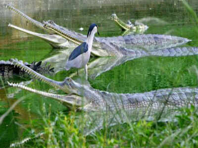 WWF rescues gharial trapped in Ganga canal after gates shut post ...