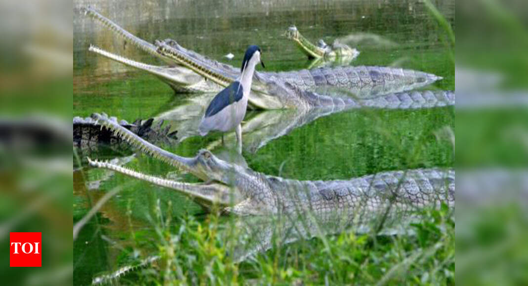 Wwf: WWF rescues gharial trapped in Ganga canal after gates shut post ...