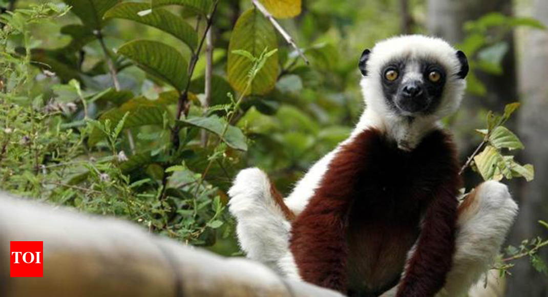 Lemurs: Climate change may slowly starve bamboo lemurs: Study - Times ...