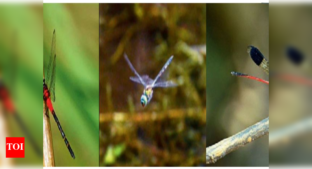 Dragonfly census spots 77 species at PTR | Kochi News - Times of India