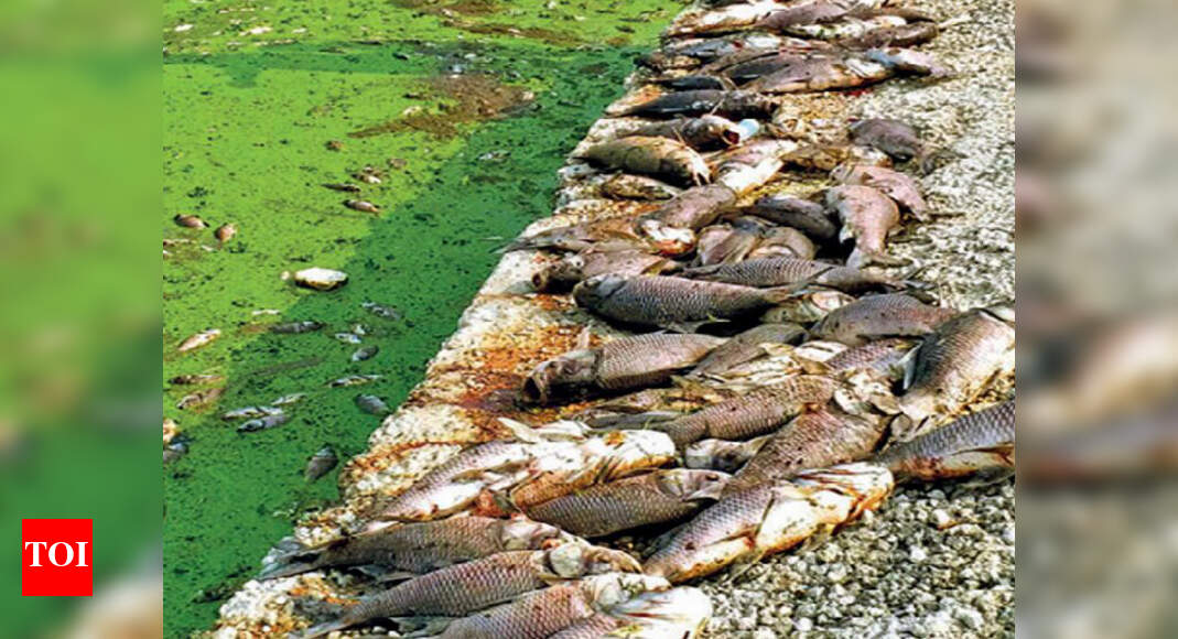 Ban on fish exports bad for economy, say stakeholders | Goa News ...