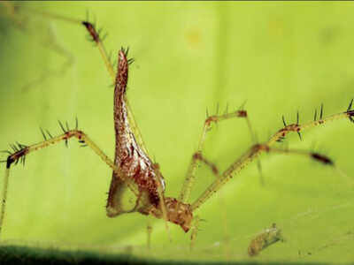 Goan lads record new spider species | Goa News - Times of India