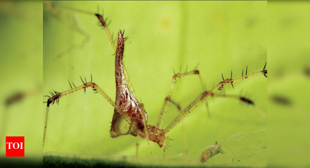 Goan lads record new spider species | Goa News - Times of India