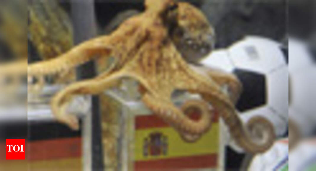 Paul the octopus makes waves - and enemies | undefined News - Times of ...