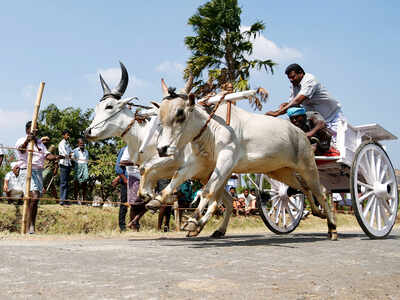 Maharashtra to compare bullocks and horses | India News - Times of India