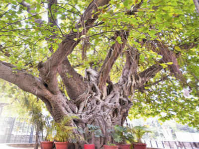 Forest department to tag heritage trees, start nature walks ...