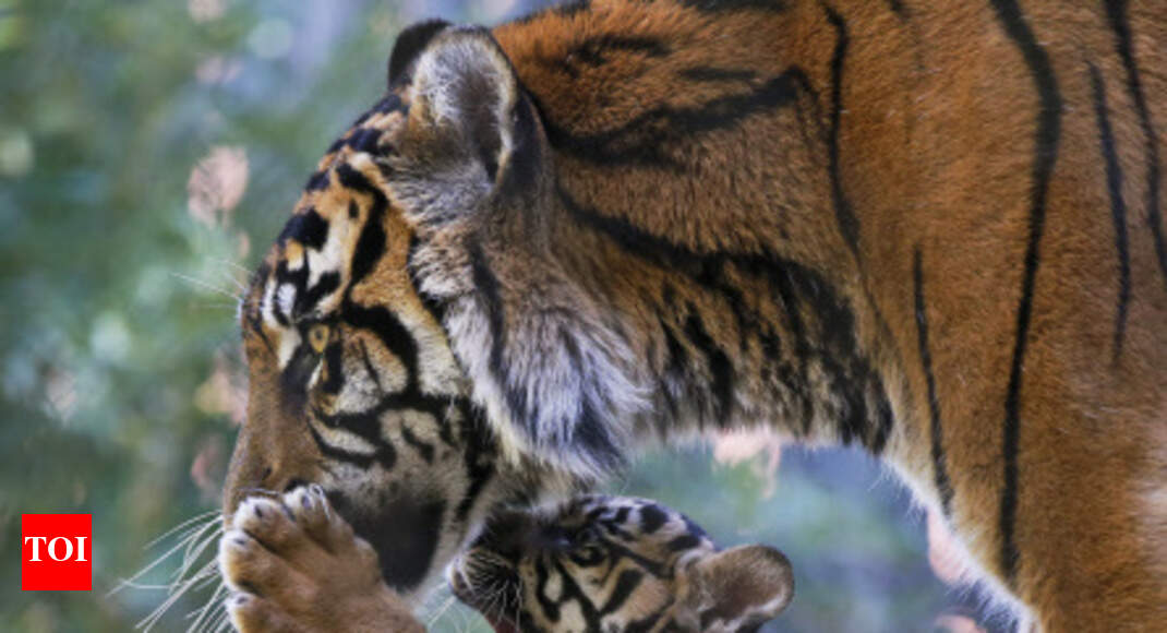 All four newborn tiger cubs in Vandalur zoo die after suffering deep ...