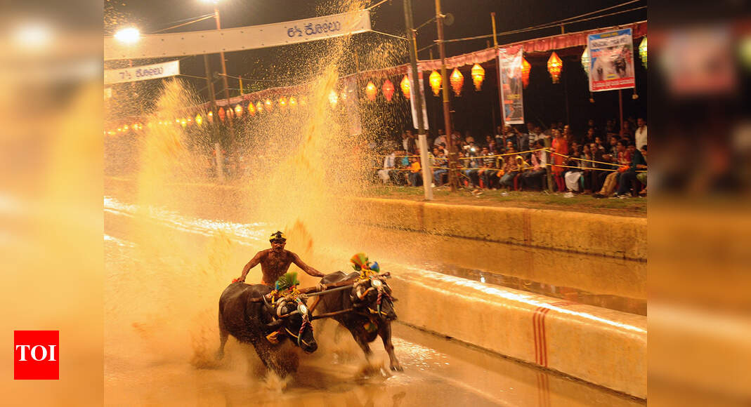 Kambala, a tradition that transcends all bounds | Mangaluru News ...