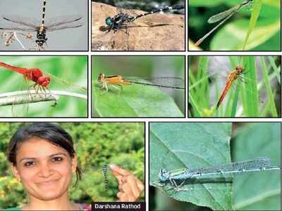 Doctoral student identifies 32 new species of dragonflies in Gujarat ...