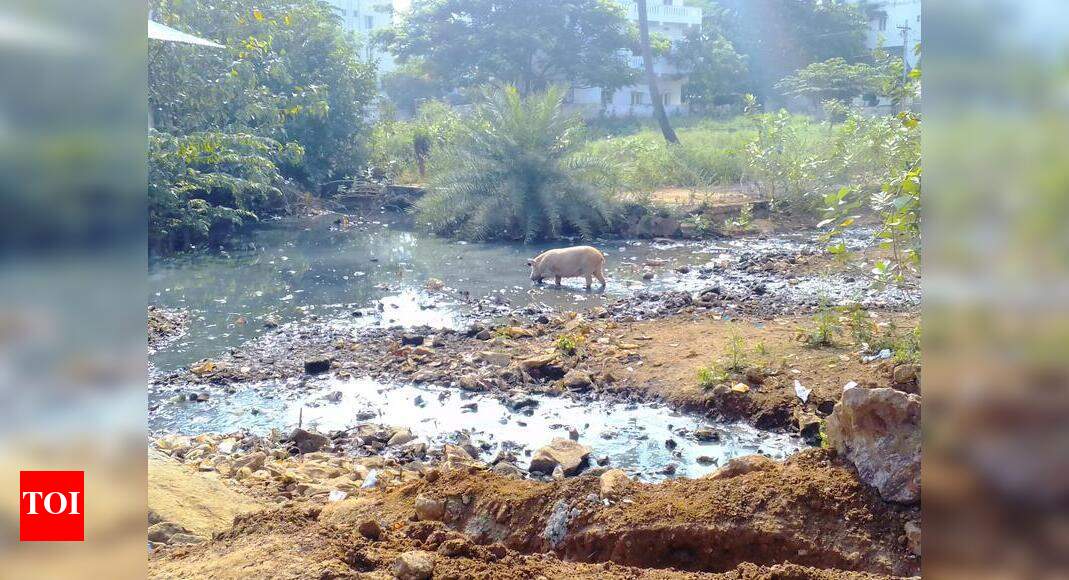 Pigs Ahoy! - Times of India
