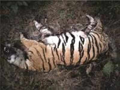 Tiger poisoning case: Forester suspended | Nagpur News - Times of India