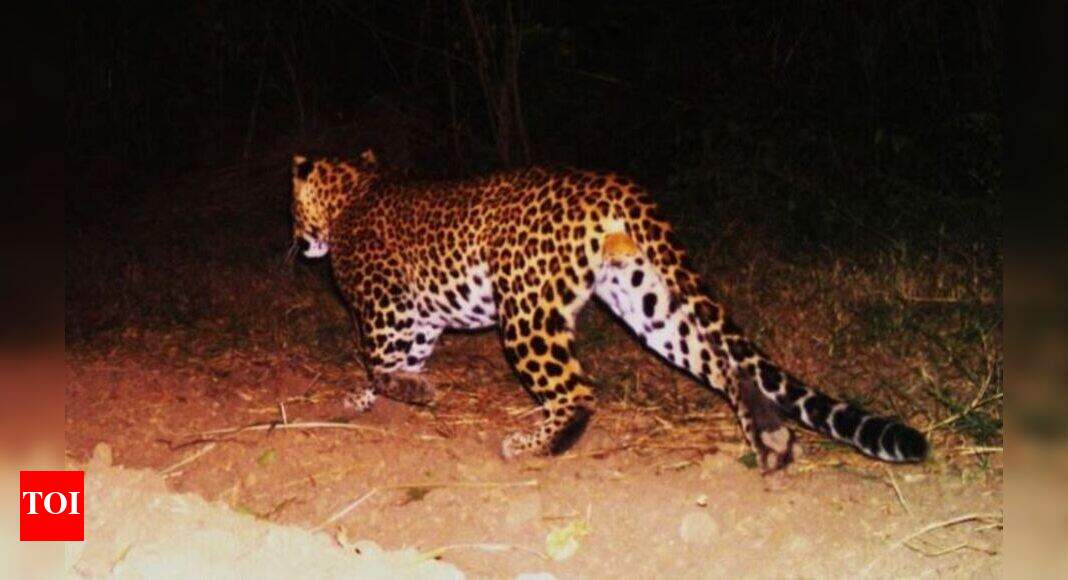 Leopard caught in Madhya Pradesh's Shajapur, released in protected ...