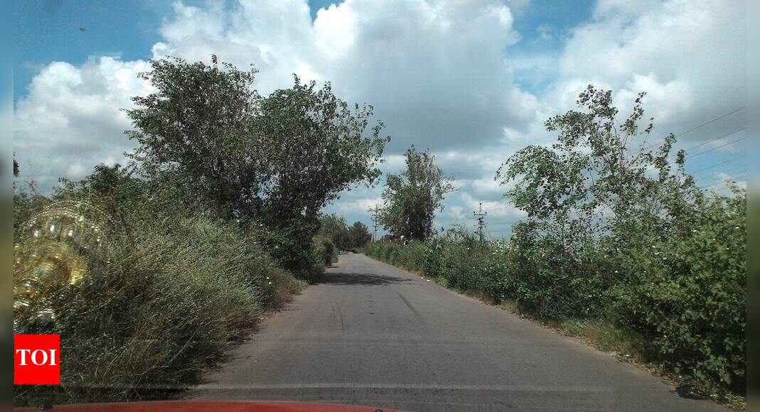 Road side bushes & shrubs endangering motorists & - Times of India