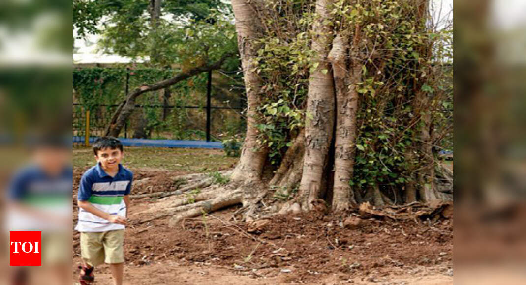 Mayflower tree saved from axe | Coimbatore News - Times of India