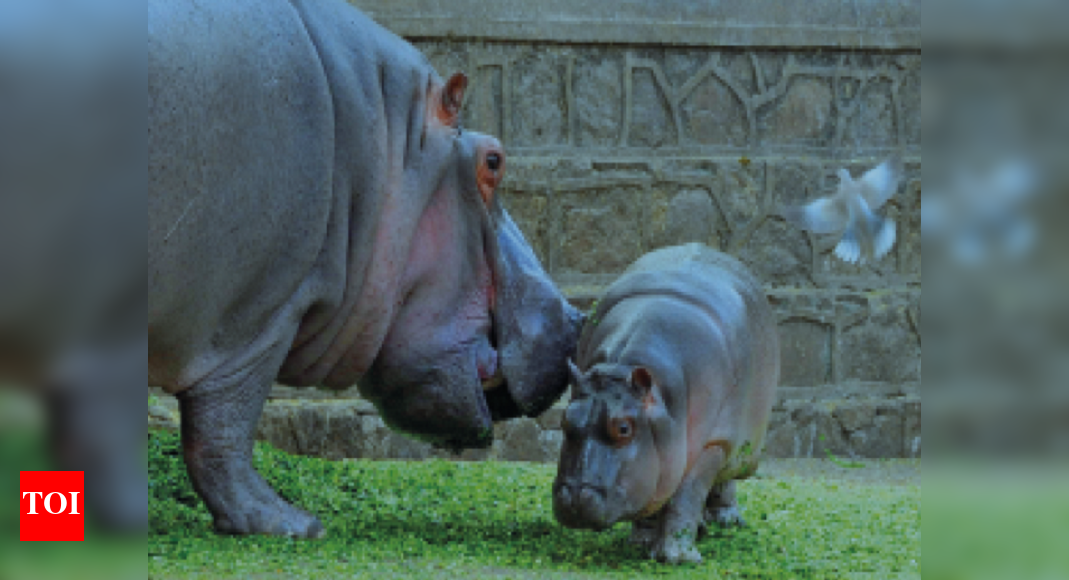 Crowds flock for baby hippo, gaur at Delhi zoo | Delhi News - Times of ... Crowds flock for baby hippo, gaur at Delhi zoo | Delhi News - Times of ...