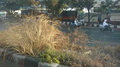 Plants on Road Dividers. - Times of India