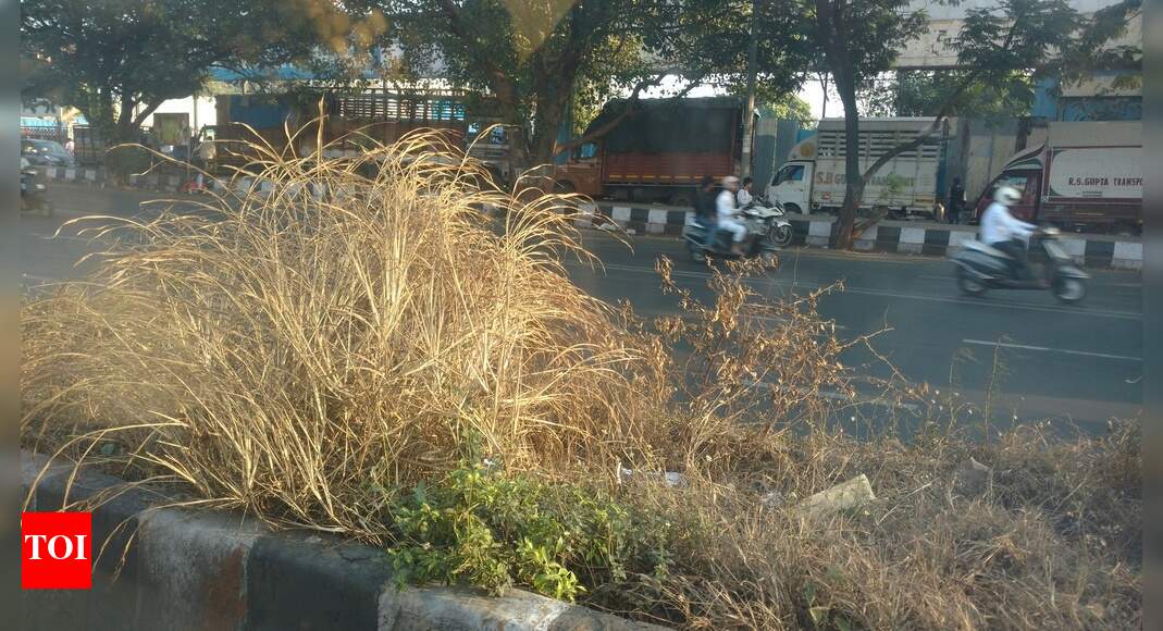 Plants on Road Dividers. - Times of India
