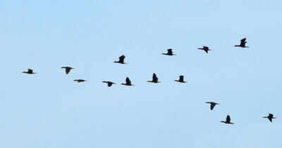 Bird Species: New bird species evolved in just two generations: Study ...