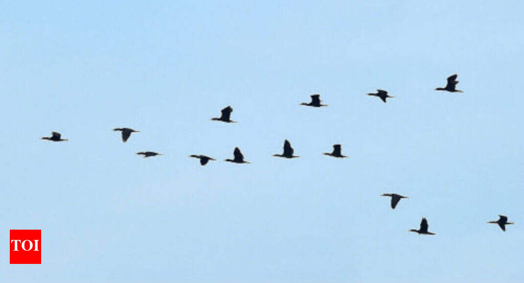 Bird Species: New bird species evolved in just two generations: Study ...