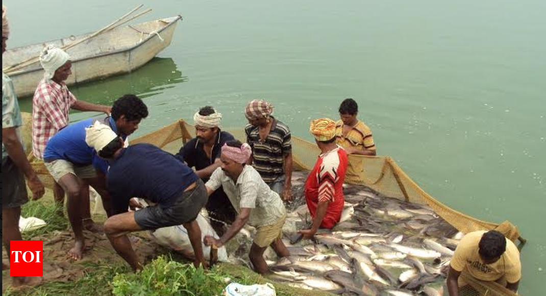 Yojana: Odisha introduces 'Fish Pond Yojana' to promote fish farming ...