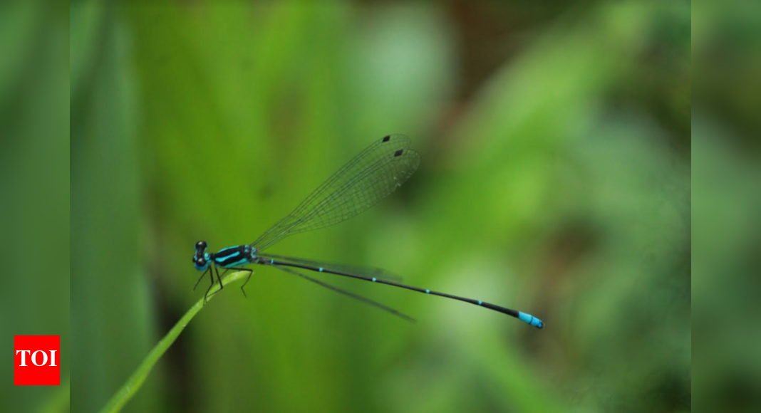 Aralam Wildlife Sanctuary: Dragonfly survey spots 66 species at Aralam ...
