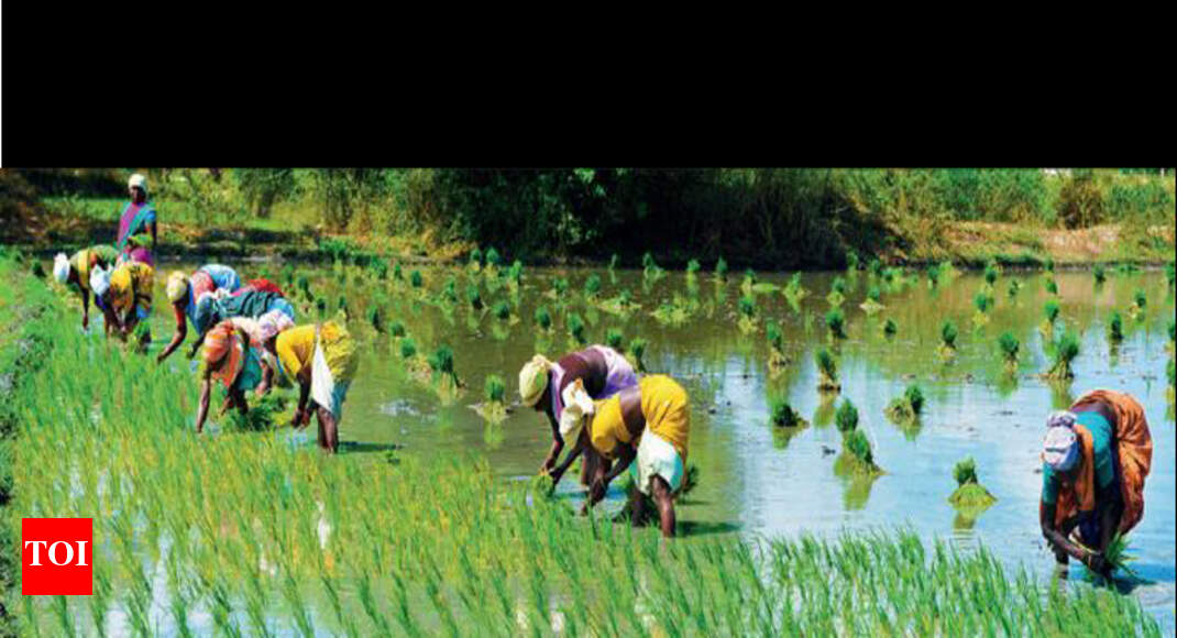 Tamil Nadu tops in enrolling non-loanee farmers under crop insurance ...