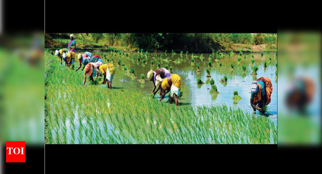 Tamil Nadu tops in enrolling non-loanee farmers under crop insurance ...
