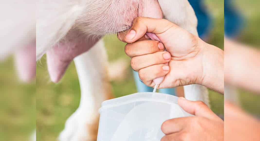 9 Things you didn't know about goat milk
