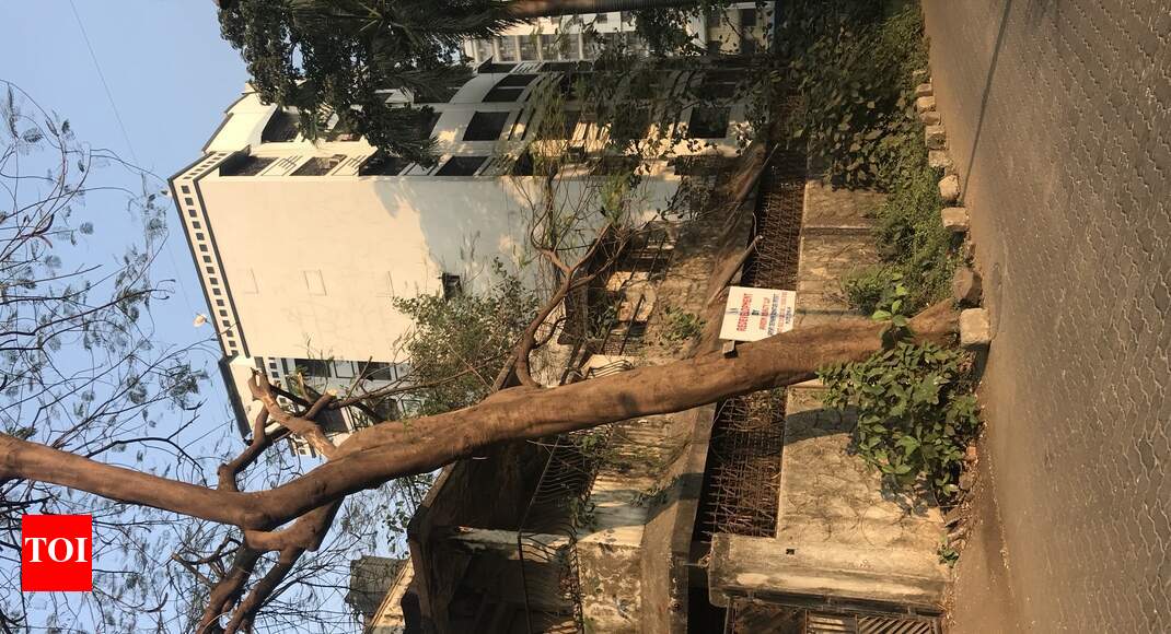 Hack trees before Construction - Times of India