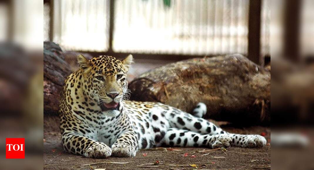 40 leopards in SGNP now, up from 35 in 2015 | Mumbai News - Times of India