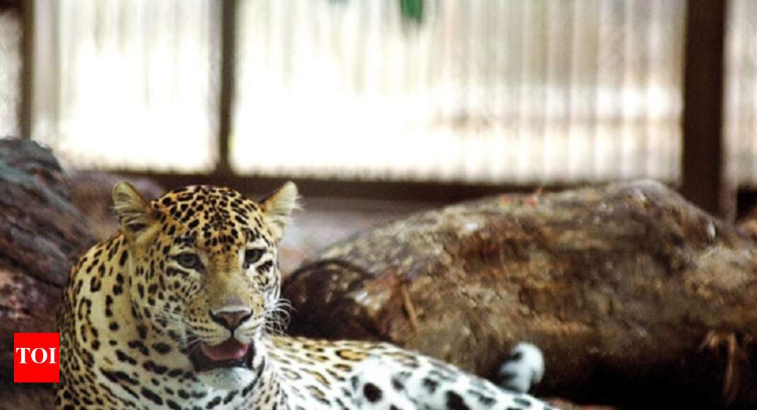 40 leopards in SGNP now, up from 35 in 2015 | Mumbai News - Times of India