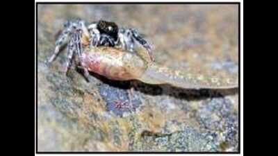 New jumping spider discovered in Konkan | Navi Mumbai News - Times of India