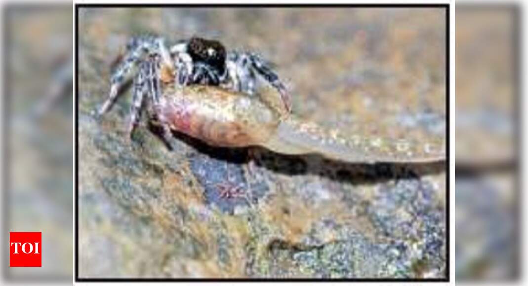 New jumping spider discovered in Konkan | Navi Mumbai News - Times of India
