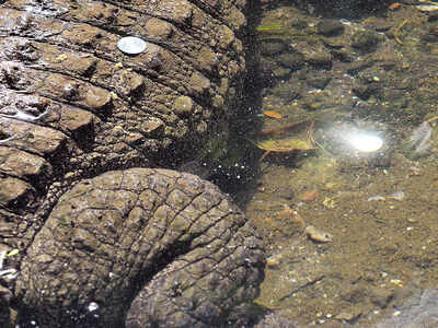 Gharials break journey record in comeback from Punjab extinction ...