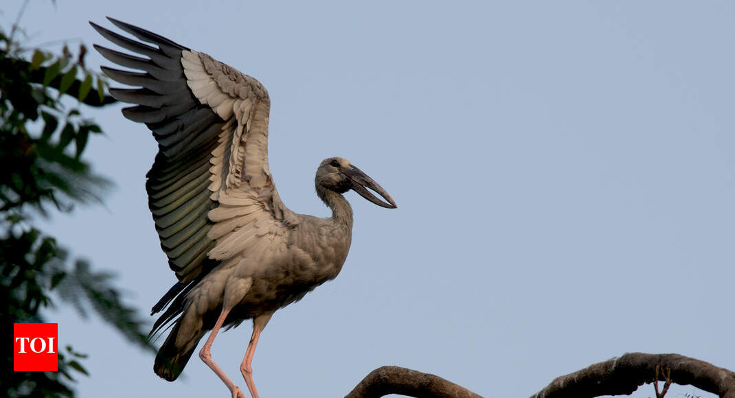 Migratory birds in Kolkata - Times of India