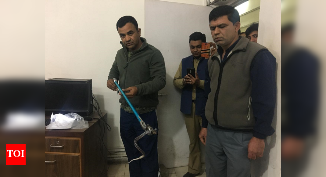 Venomous snake rescued from Gurugram Mini Secretariat | Gurgaon News ...