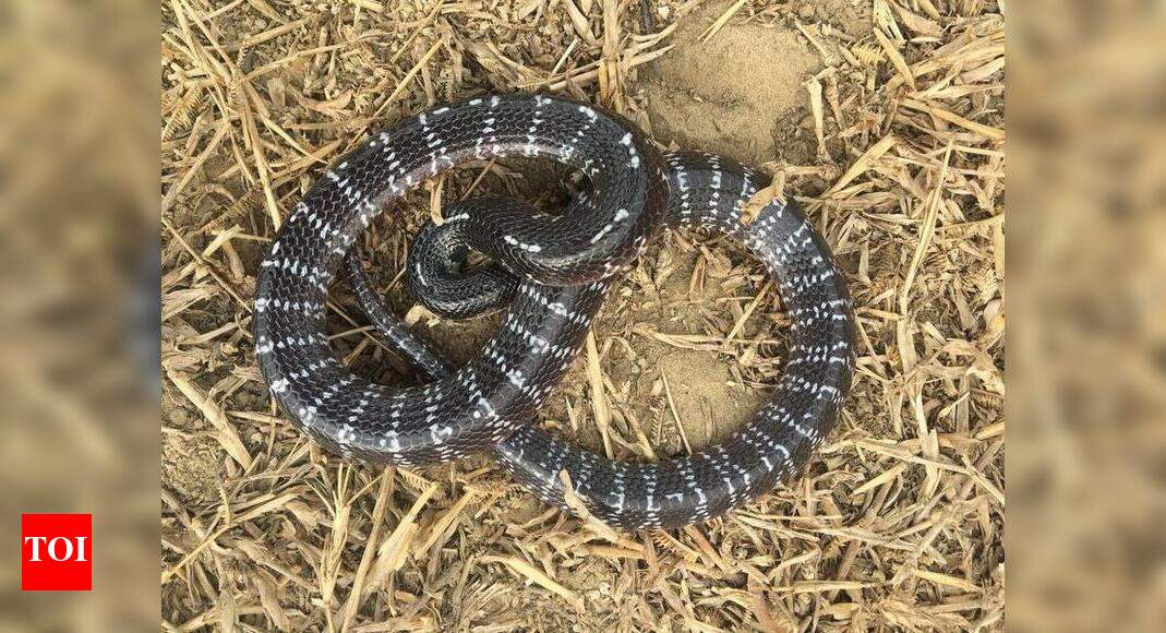 Snake in mini secretariat triggers panic, rescued after 40-minute op ...
