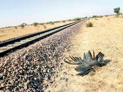 20 rare Griffon vultures run over by train | Jaipur News - Times of India